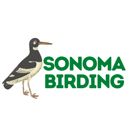 Starling Symbolism and Meaning (Totem, Spirits, and Omens) - Sonoma Birding