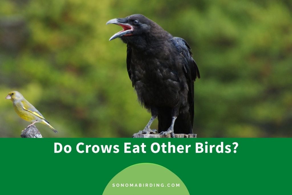 Do Crows Eat Other Birds Sonoma Birding