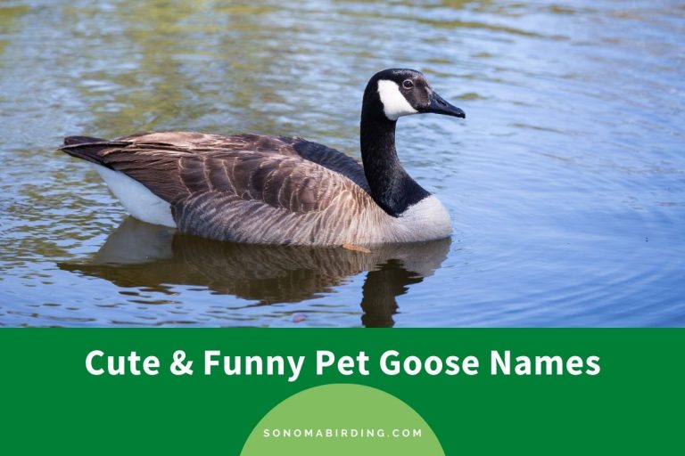 300+ Adorable Names For Your Pet Goose - Sonoma Birding