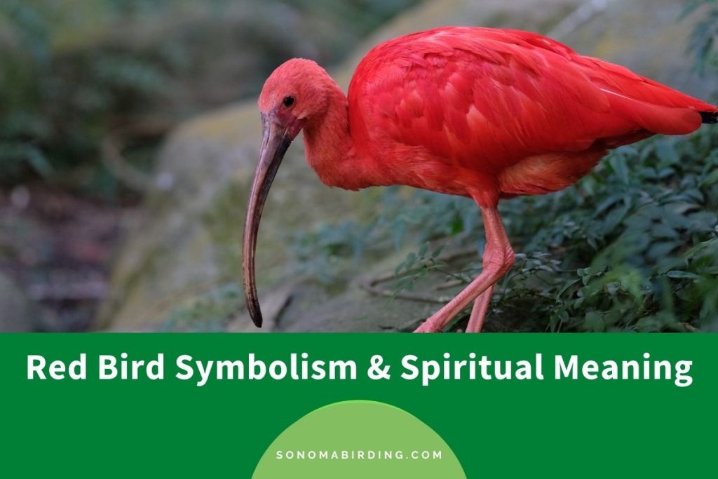 Red Bird Symbolism and Spiritual Meaning (Spirit, Totem, and Omens ...