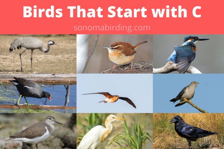 30 Birds That Start With C - Sonoma Birding