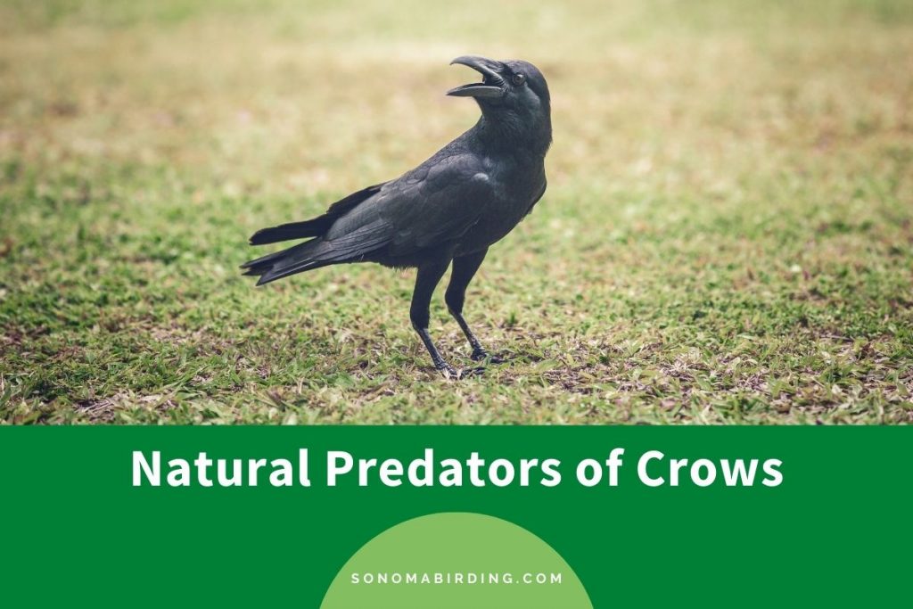 13 Natural Predators of Crows - Sonoma Birding