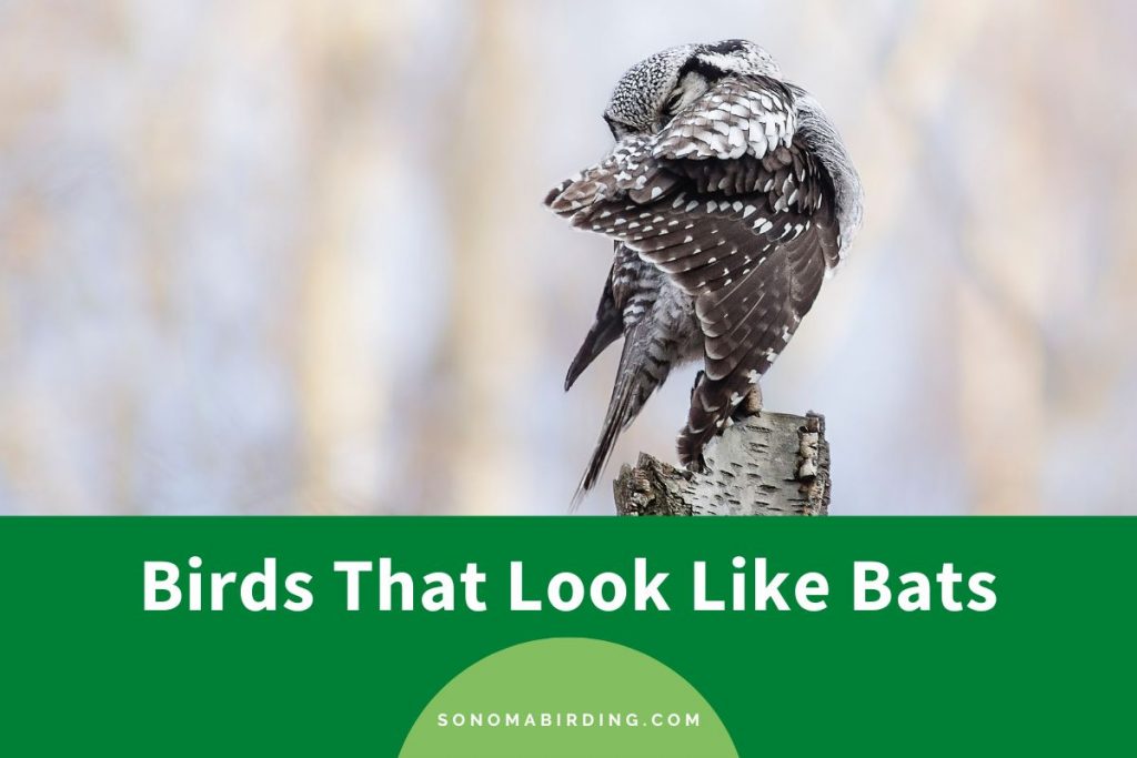 4 Birds That Look Like Bats - Sonoma Birding