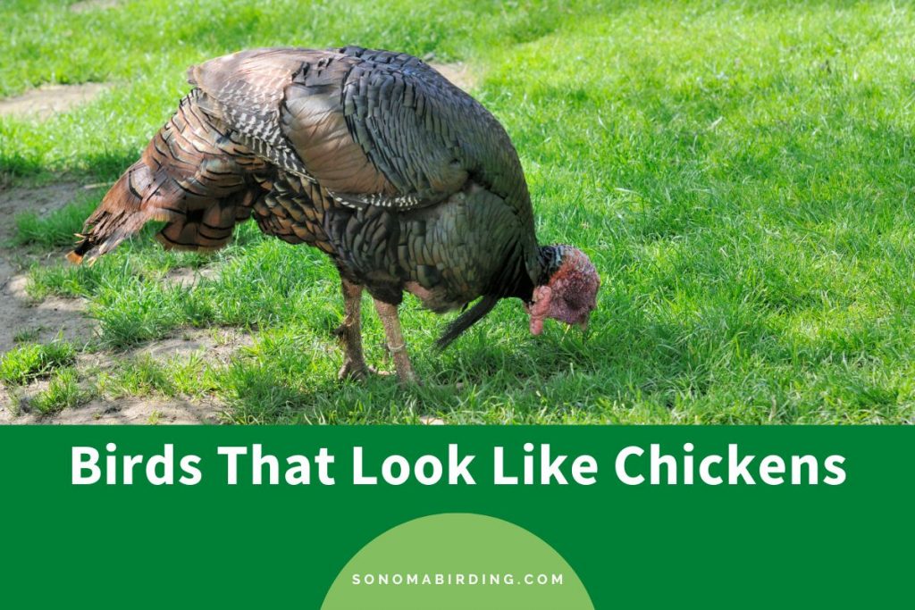 24 Birds That Look Like Chickens - Sonoma Birding