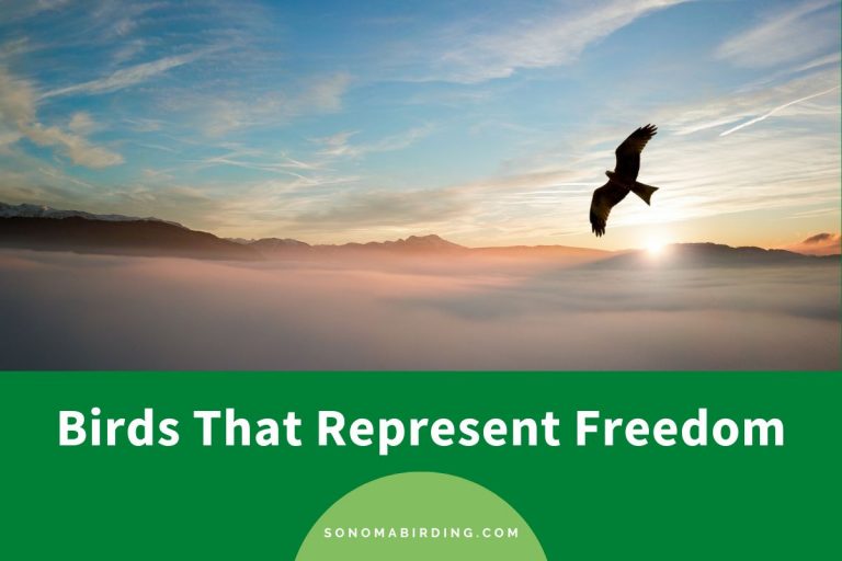 10 Birds That Represent Freedom - Sonoma Birding