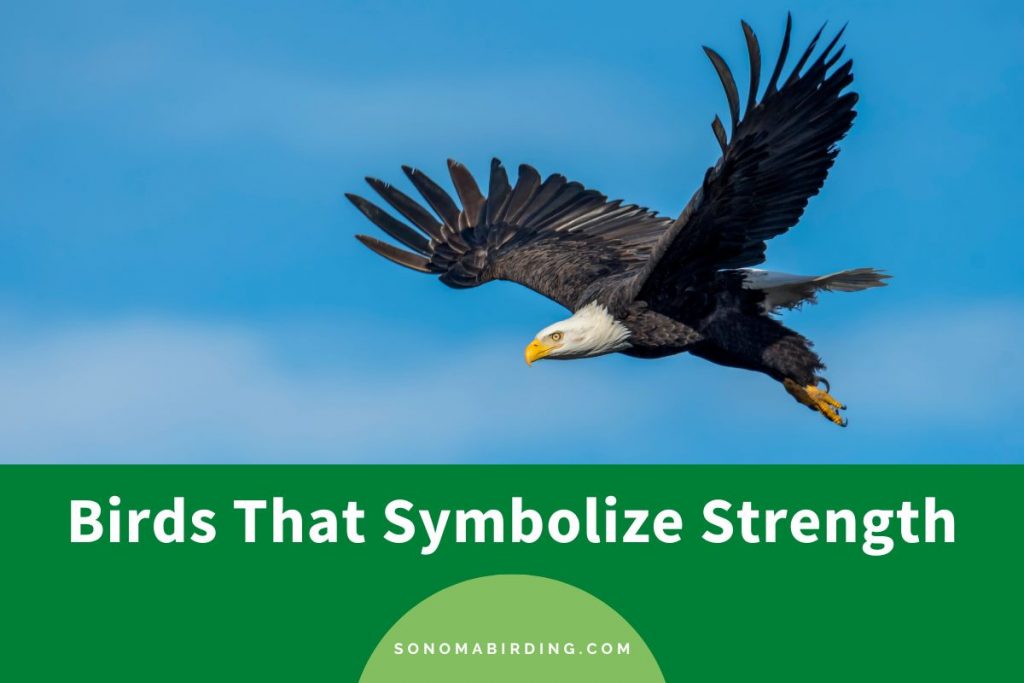 8 Birds That Symbolize Strength - Sonoma Birding
