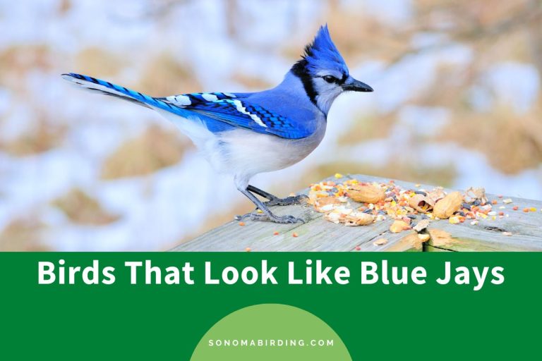 10 Birds That Look Like Blue Jays but Aren’t - Sonoma Birding