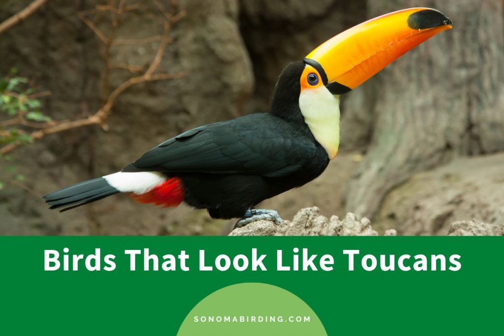 8 Birds That Look Like Toucans - Sonoma Birding