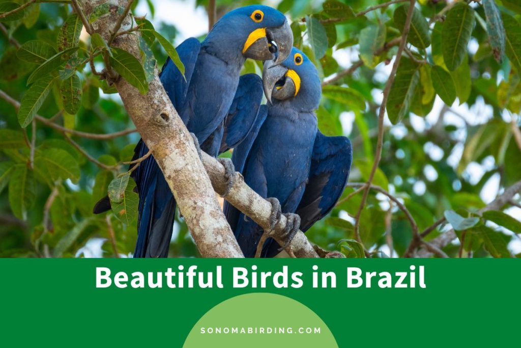20 Beautiful Birds in Brazil to Look for on Your Next Trip - Sonoma Birding