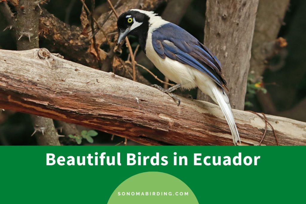 20 Beautiful Birds in Ecuador to Seek Out on Your Trip - Sonoma Birding