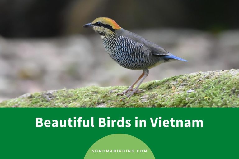 20 Beautiful Birds in Vietnam to Look Out For - Sonoma Birding