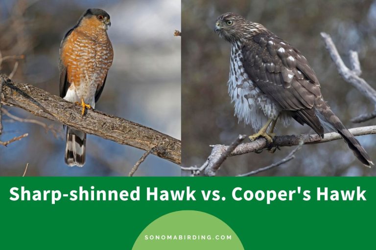 Sharp-Shinned Hawk vs. Cooper's Hawk: What's the Difference? - Sonoma Birding