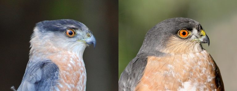 Sharp-Shinned Hawk vs. Cooper's Hawk: What's the Difference? - Sonoma Birding