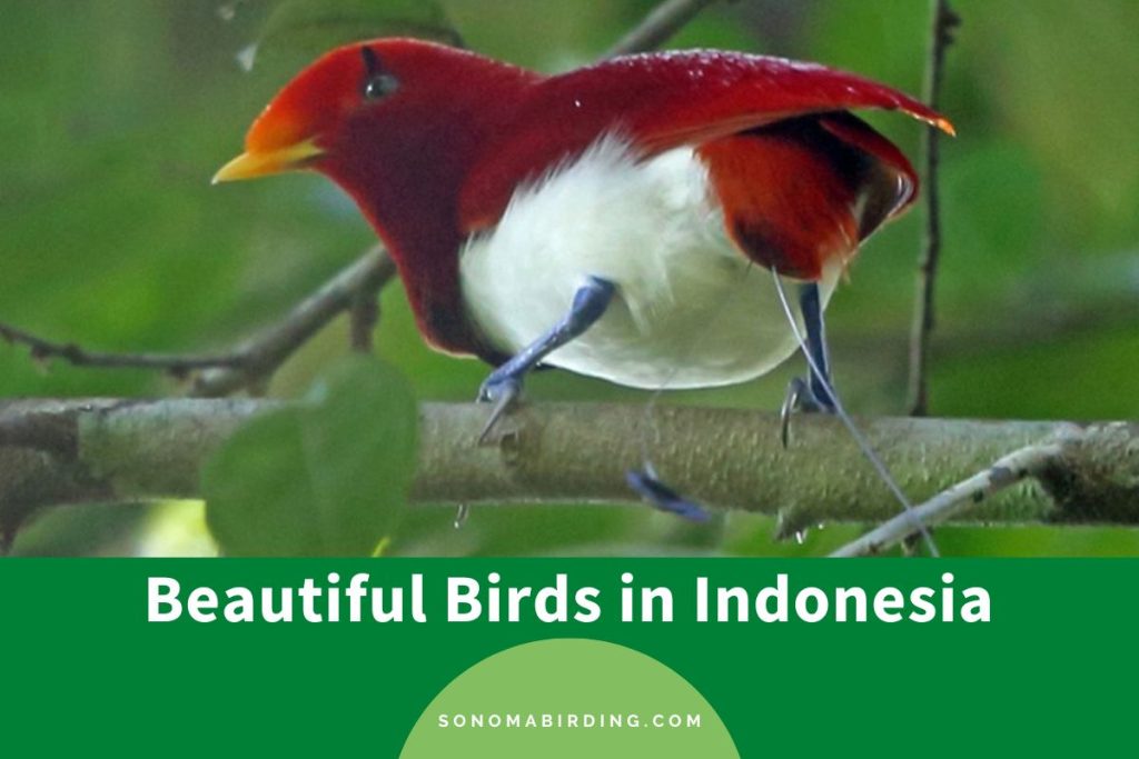 20 Beautiful Birds in Indonesia to Marvel at - Sonoma Birding