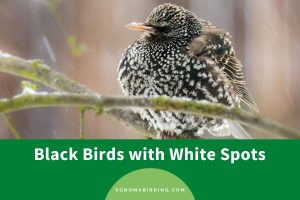 15 Black Birds with White Spots - Sonoma Birding