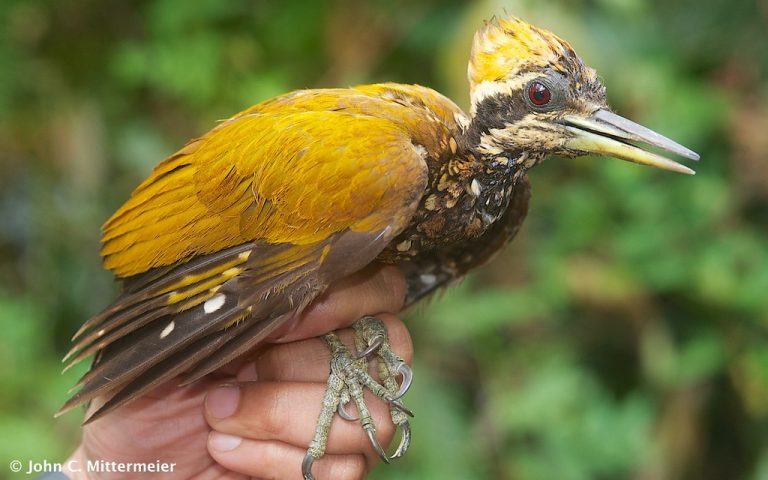 20 Beautiful Birds in Indonesia to Marvel at - Sonoma Birding