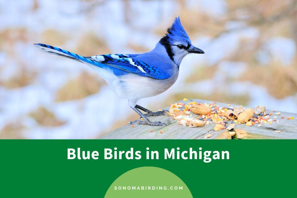 15 Blue Birds in Michigan to Spark Your Birding Adventure - Sonoma Birding